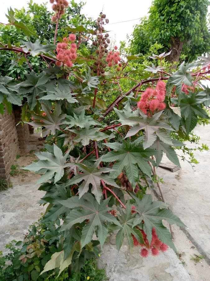 Red Caster Tree in Village.. Stock Image - Image of blossom, wildflower ...