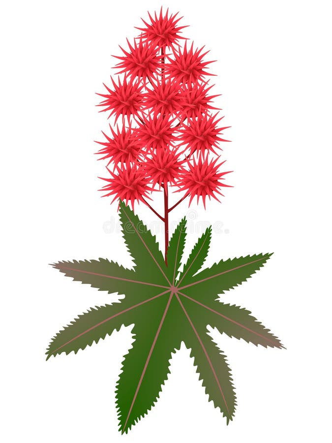 Red Castor Fruits with Leaf Isolated on White. Stock Vector ...