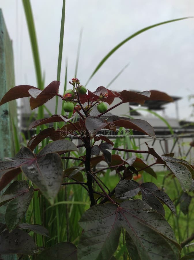 Red castor leaf stock photo. Image of plant, leaf, herbal - 274739878