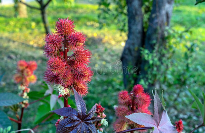 Red Castor Oil Fruits or Ricinus Communis from Which Castor Oil is ...