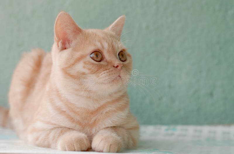 Red cat stock image. Image of playful, animal, curiosity - 11940973