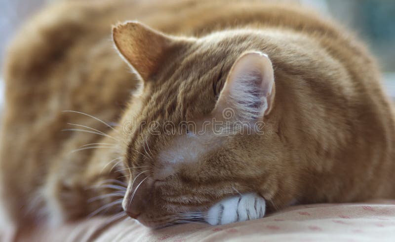 Red Cat stock photo. Image of growling, domestic, vocalizations - 13227134