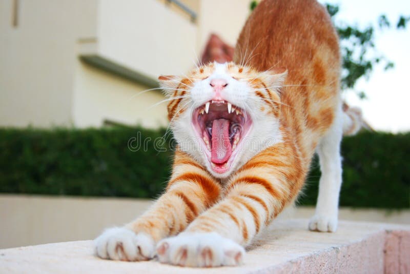 Red cat stock photo. Image of kitty, relaxing, animal - 14815606