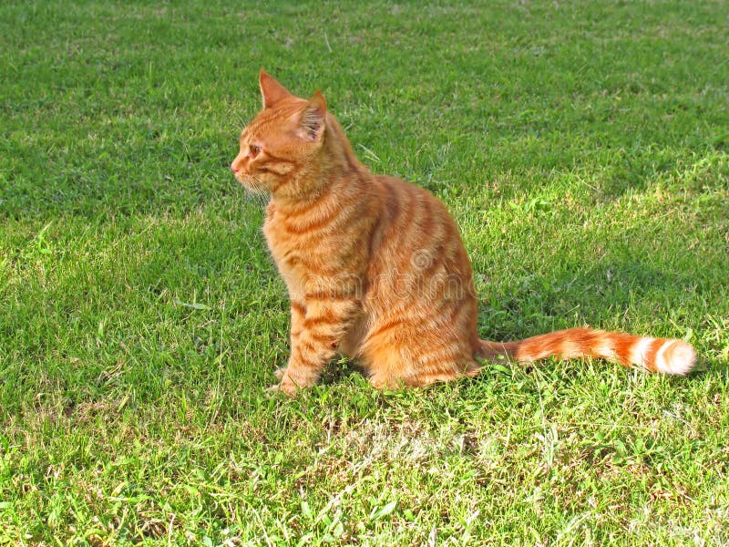 Red cat stock image. Image of animals, staring, striped - 14840825