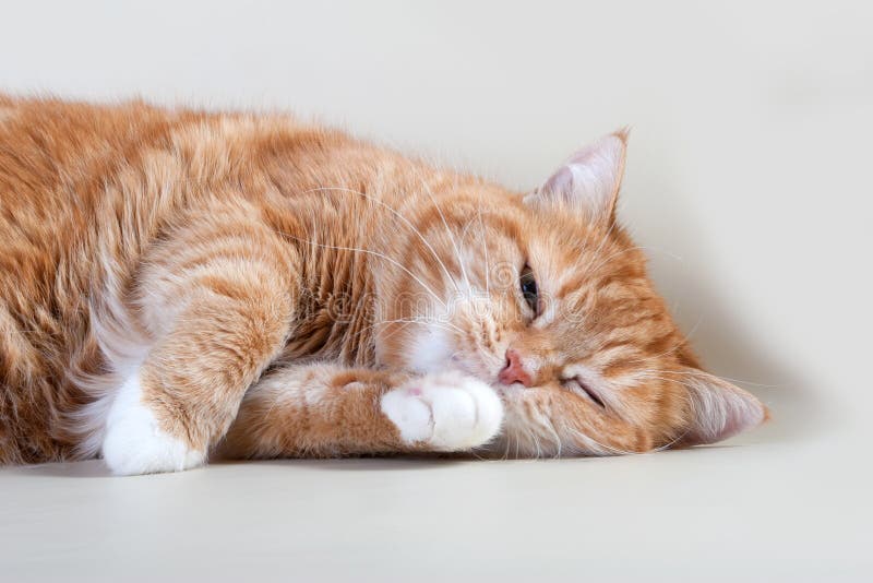 Red cat stock photo. Image of household, portrait, furry - 16864194