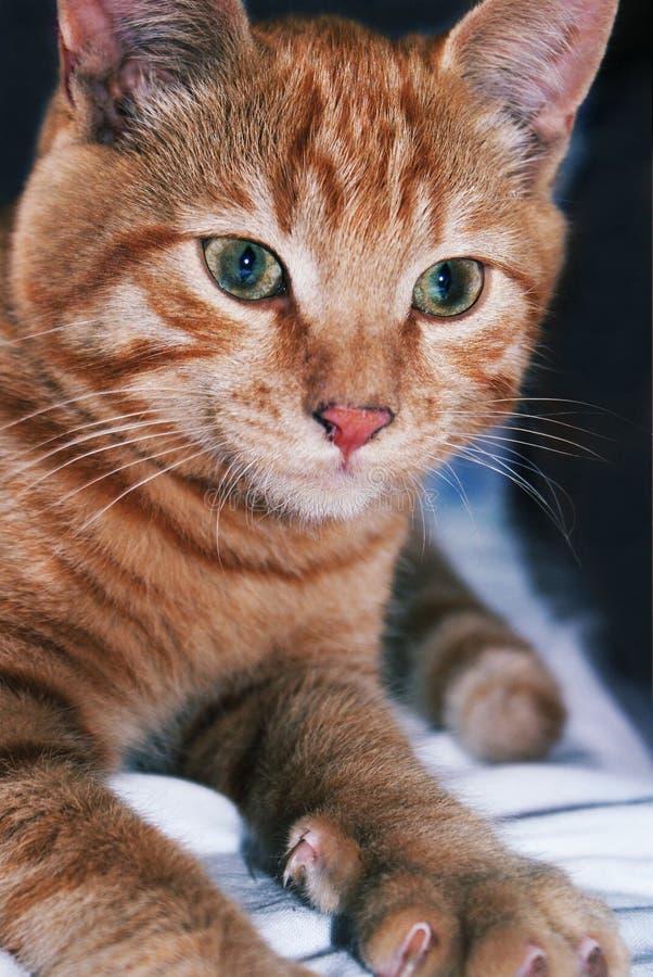 Red cat stock photo. Image of orange, white, pets, feline - 18103680
