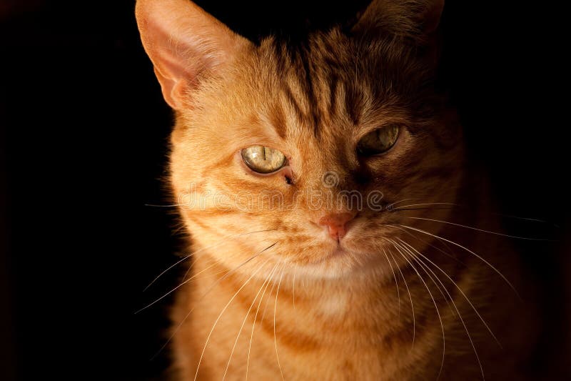 Red cat stock image. Image of cute, pedigree, breed, kitty - 20227405