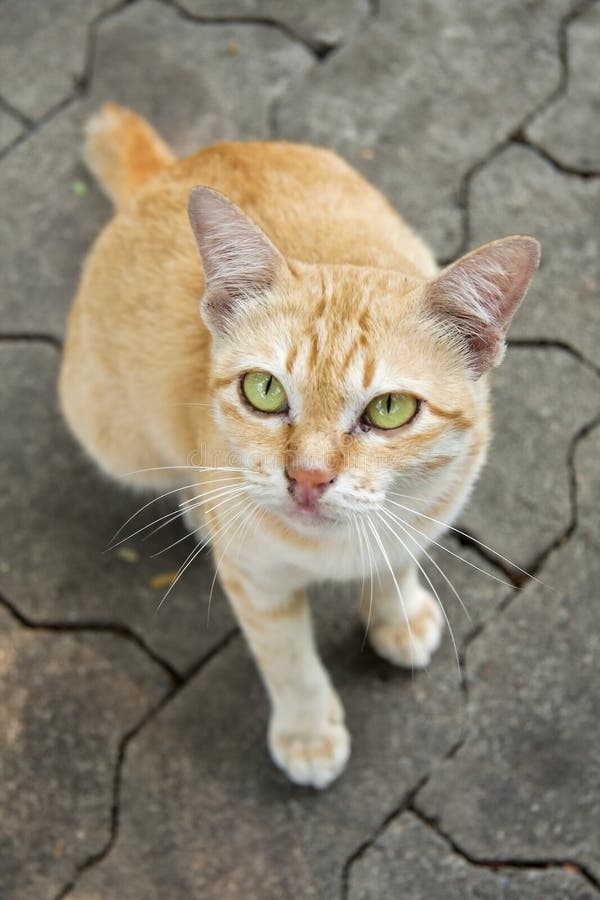 Red Cat. stock image. Image of beast, breed, ground, animal - 22247097