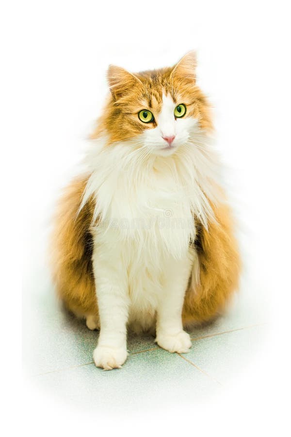 Red cat stock image. Image of feathers, cats, animal - 22383659