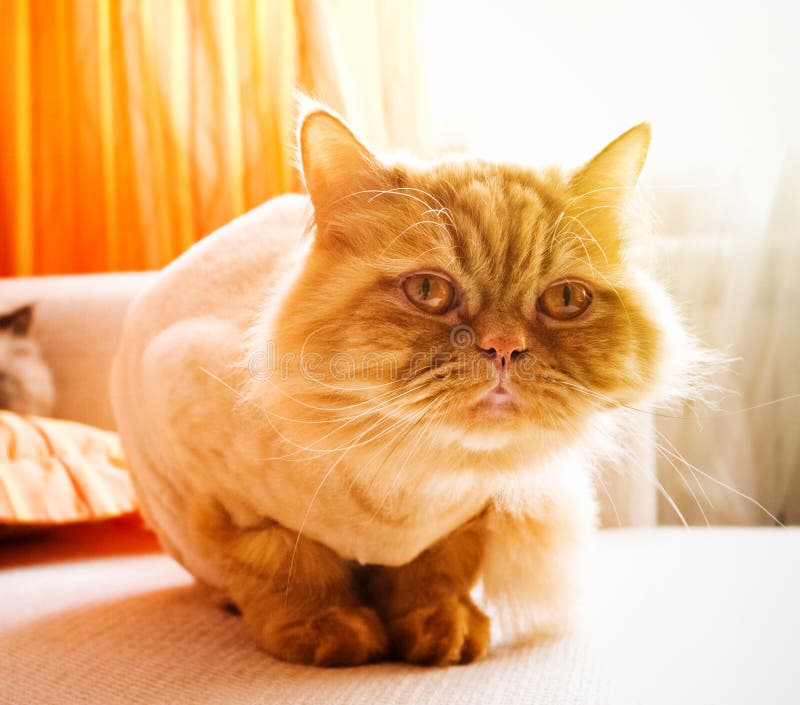 Red cat stock photo. Image of domestic, friendship, fluffy - 24008582