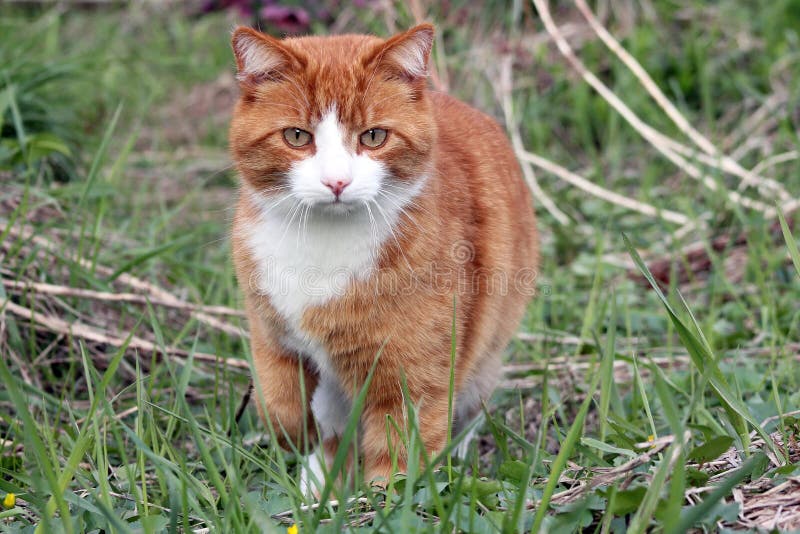 The red cat stock photo. Image of point, mouse, beauty - 25433892