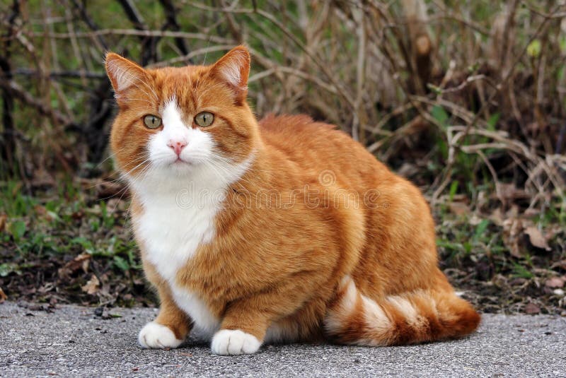 The red cat stock image. Image of attacked, hair, decided - 25433945