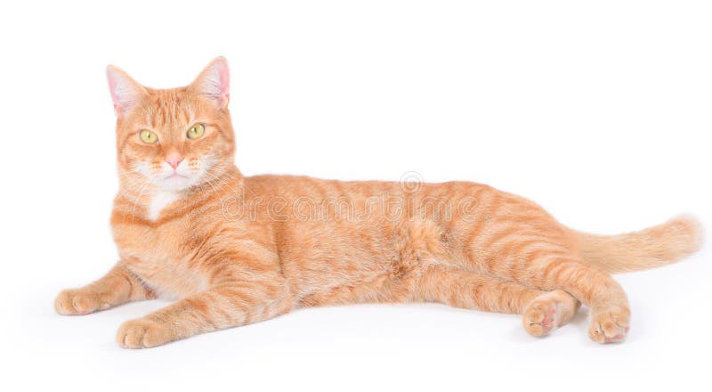 Red cat stock photo. Image of beast, horizontal, young - 26467332