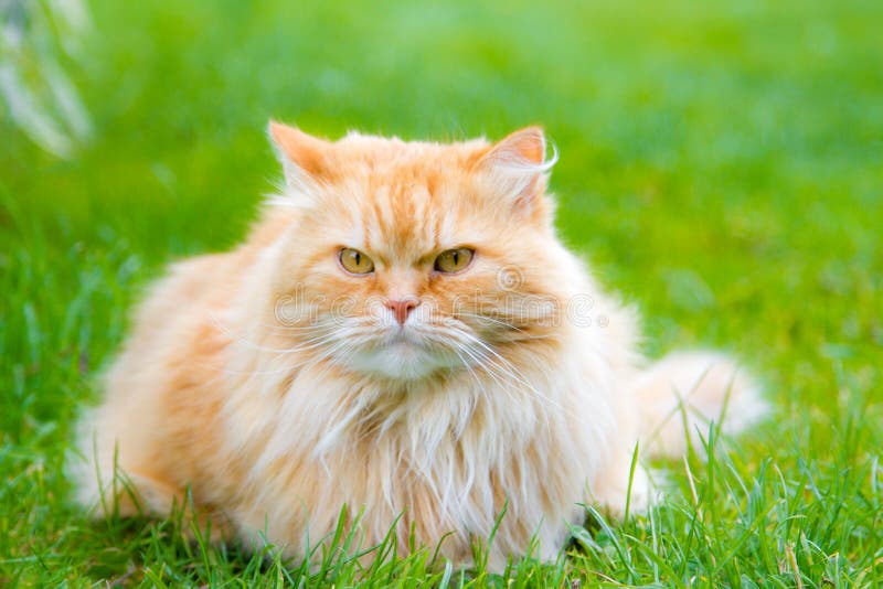 Red Cat stock image. Image of animal, orange, front, face - 26546317