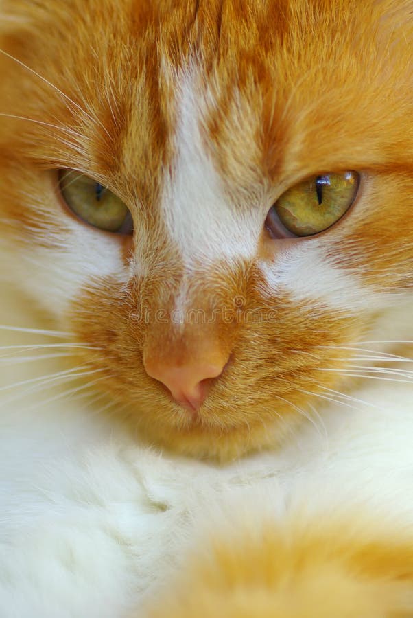 Red cat stock image. Image of tired, rest, animal, relax - 27195979