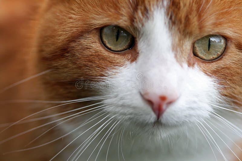 The red cat stock photo. Image of house, interests, curiosity - 27871822