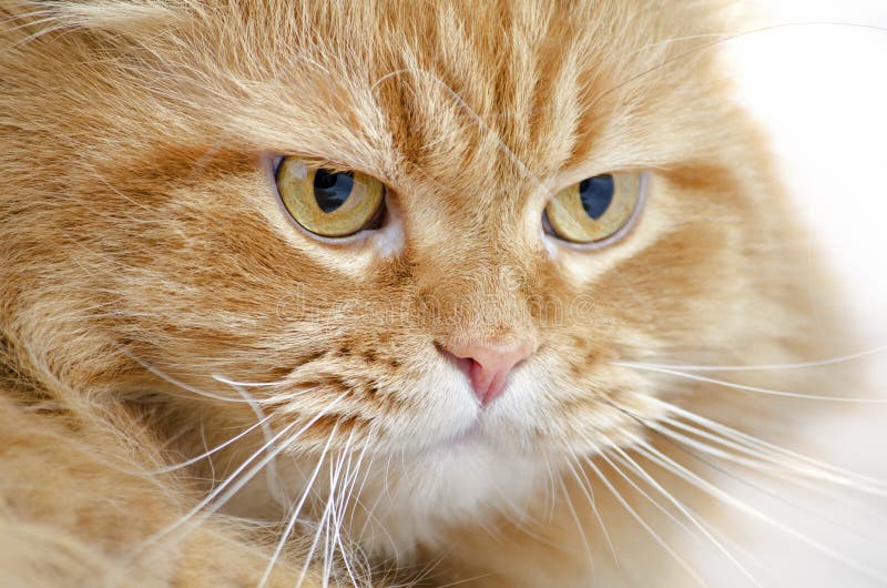 Red Cat stock image. Image of cute, ears, love, feline - 28421913