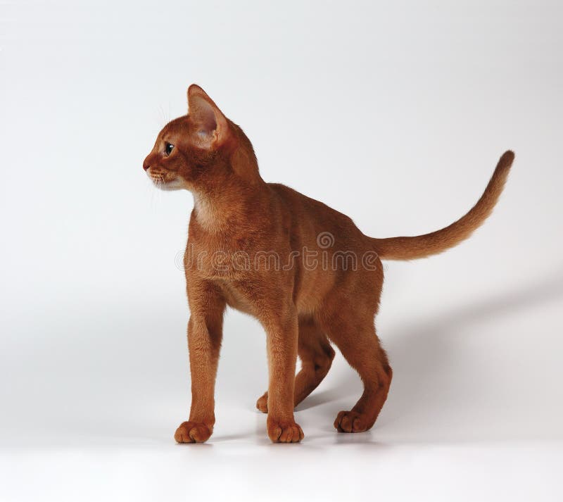 Red cat stock photo. Image of feline, soft, cute, pedigree - 16535510
