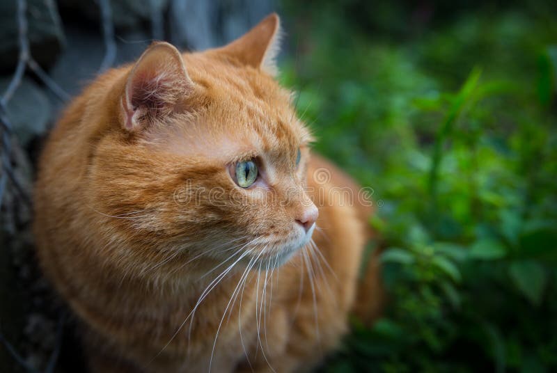 Red cat. stock photo. Image of carnivore, outside, nature - 38148670