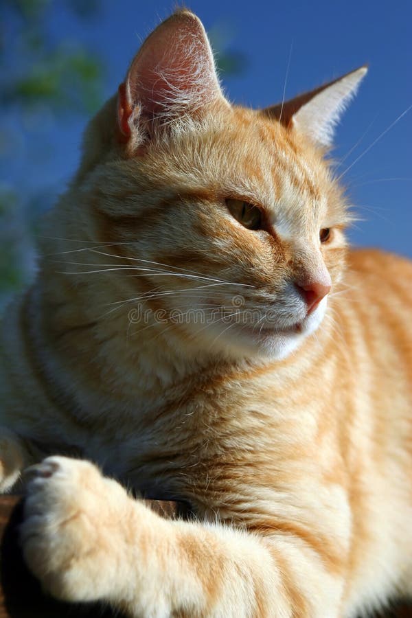 Red cat stock photo. Image of feline, pensive, orange - 3838758