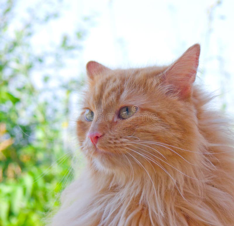 Red cat stock photo. Image of outdoor, bright, looking - 5909202