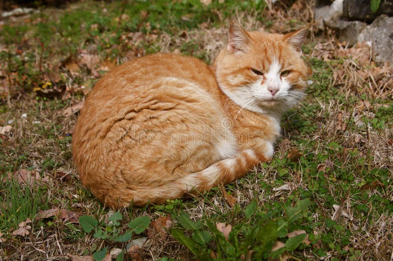 Red cat stock photo. Image of eyes, grass, male, garden - 8408312