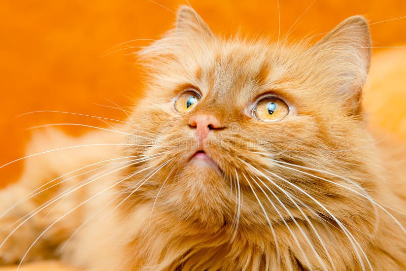 Red cat stock photo. Image of feline, soft, cute, pedigree - 16535510