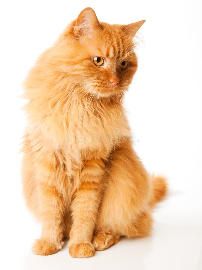 Red cat stock photo. Image of isolated, grown, beautiful - 9764224