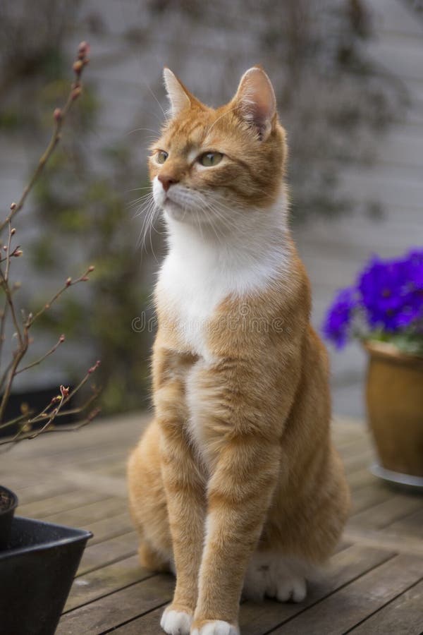 Red cat alert stock image. Image of furry, flowers, feline - 90216023