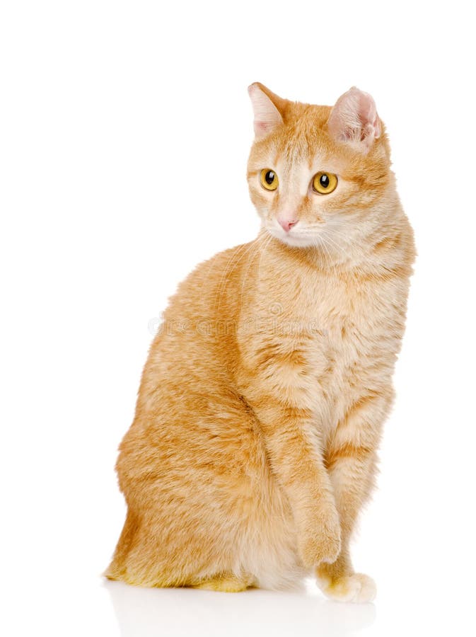Red Cat Amputated Paw White Background Stock Photos - Free & Royalty ...