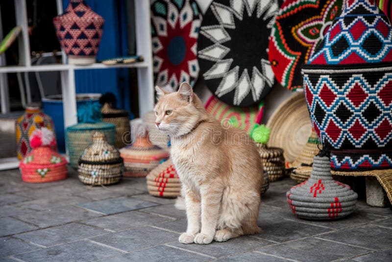 Red cat in the Arab Bazaar stock photo. Image of traditional - 185685878
