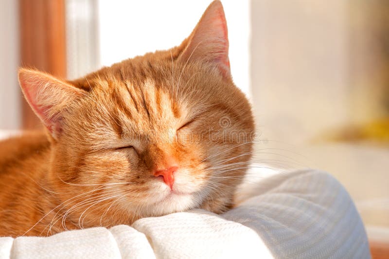 Red cat basking in the sun stock photo. Image of orange - 93501256