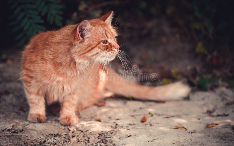 A Red Cat on the Beach in the Fall. Stock Image - Image of hunter ...