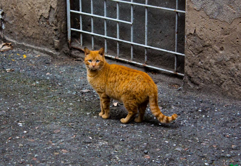 Red cat stock image. Image of tigerpattern, animals, domestic - 87686899