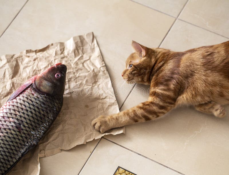 Red Cat and Big Fish Lying on the Floor R Stock Photo - Image of ...