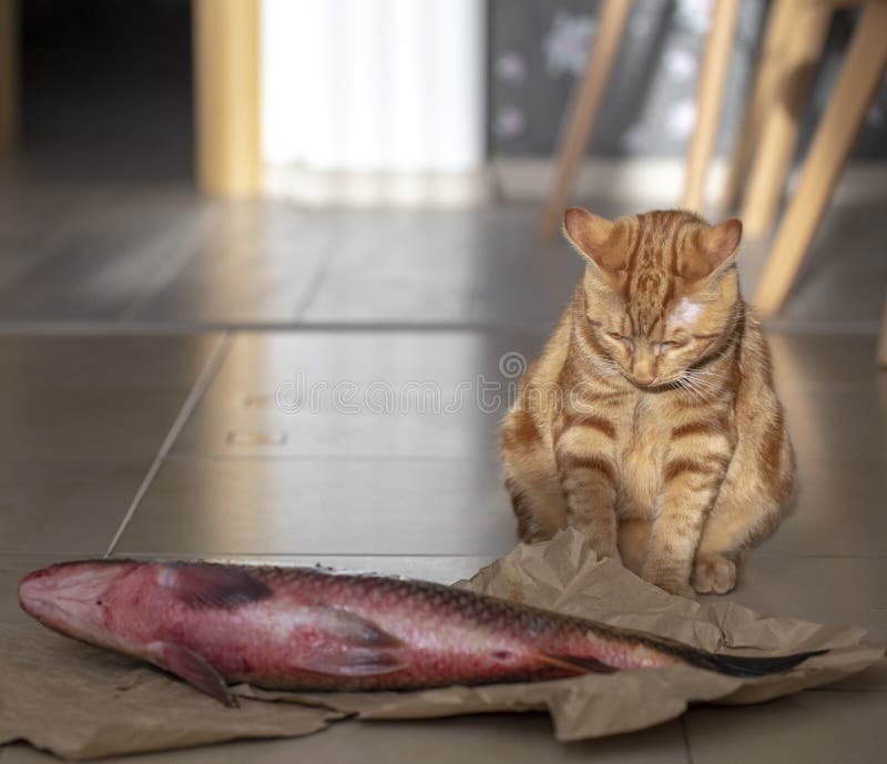 Red cat and big fish lying stock image. Image of anticipation - 171017227
