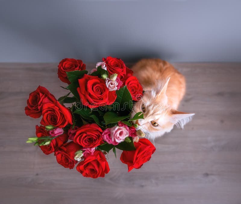 Red Cat and a Bouquet of Red Roses Stock Image - Image of cute, blossom ...