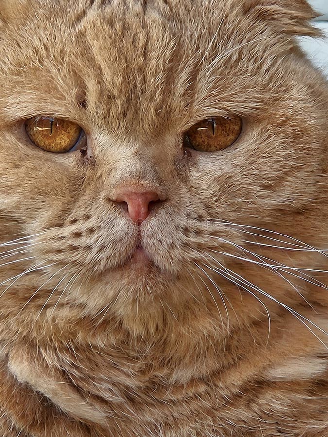 Red Cat, Breed - Scottish Fold Stock Photo - Image of whiskers, animal ...