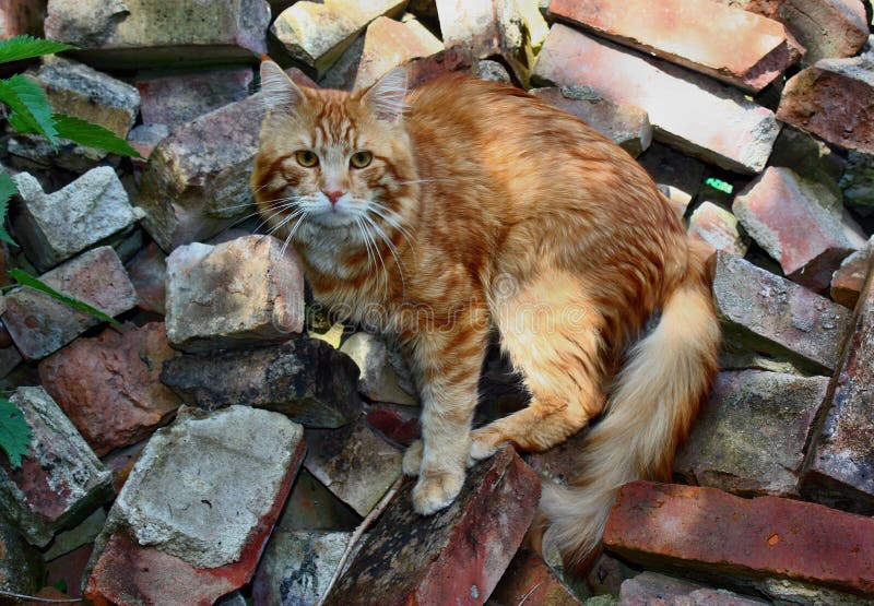 195 Cat Rubble Stock Photos - Free & Royalty-Free Stock Photos from ...