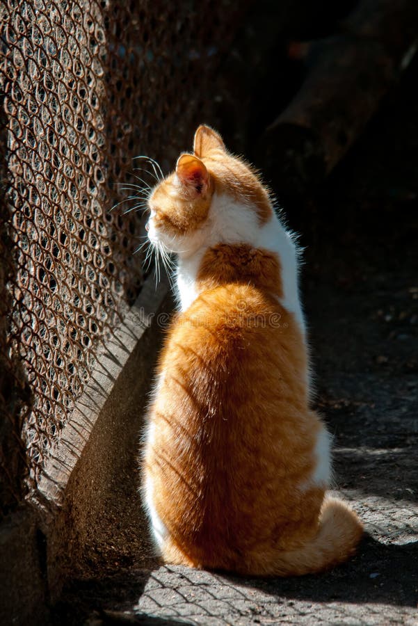 Red cat stock image. Image of feline, face, indoors, domestic - 66796983