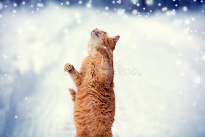 A Red Cat Catches Snowflakes Stock Photo - Image of domestic, kitty ...
