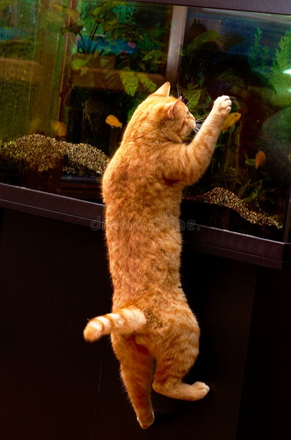 Red cat catching fish stock photo. Image of danger, cute - 30108454