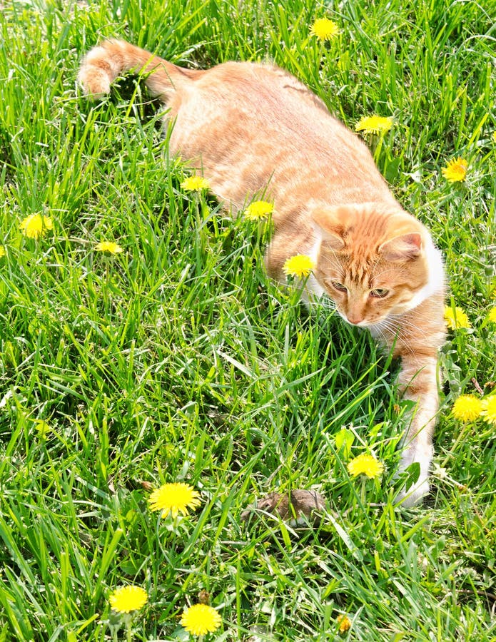 Big Toy Mouse in the Grass. Little Mouse in Colors. Toys Near the House ...