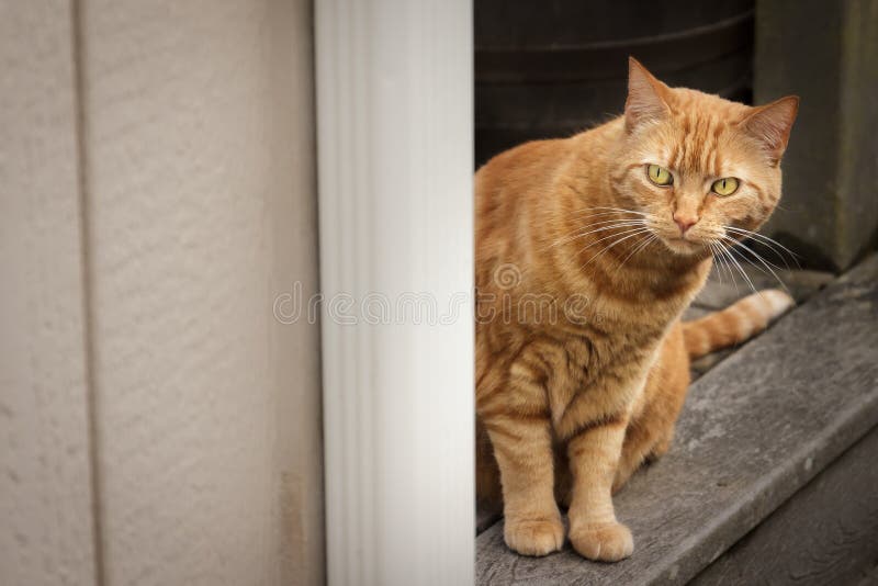 Red Cat Cautiously Peering Around a Corner Stock Image - Image of ...