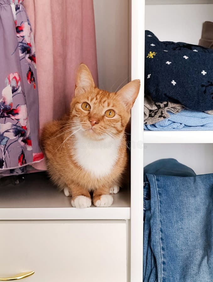 Red Cat in the Closet among Clothes, Vertical Frame Stock Photo - Image ...