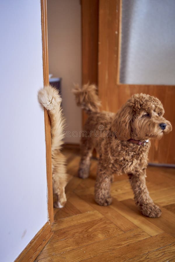 A Red Cat and a Cockapoo Leave the Room Together, Their Tails in the ...