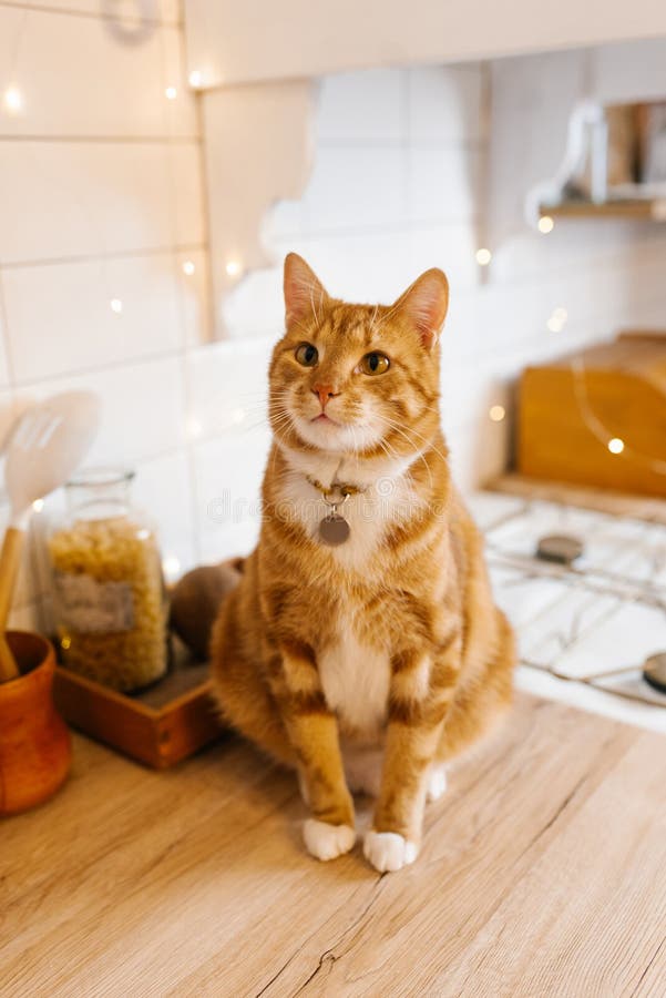 Red Cat with a Collar Sits on a Wooden Counter in a Kitchen Stock Photo ...