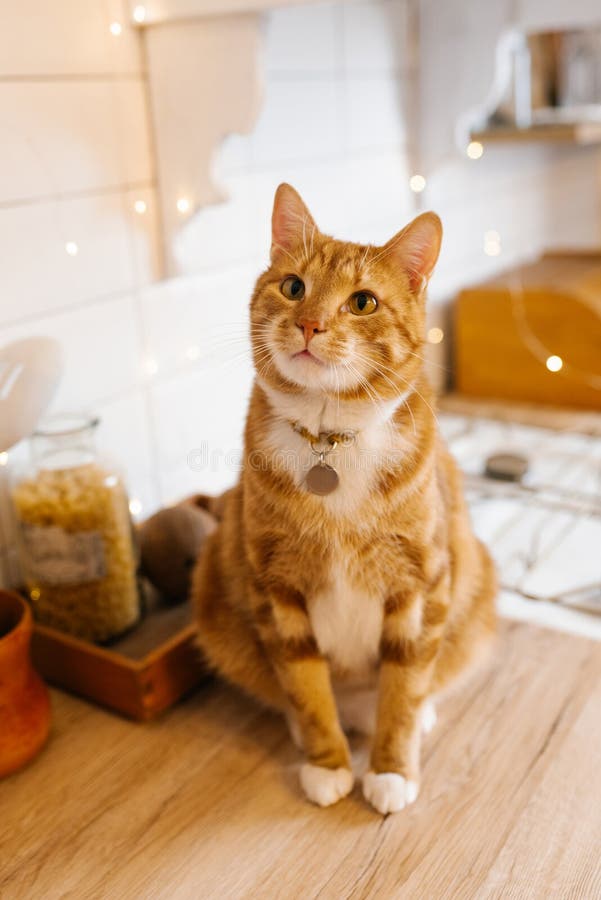 Red Cat with a Collar Sits on a Wooden Table in Front of Kitchen ...