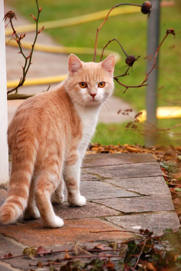 425 Cat Creeping Stock Photos - Free & Royalty-Free Stock Photos from ...