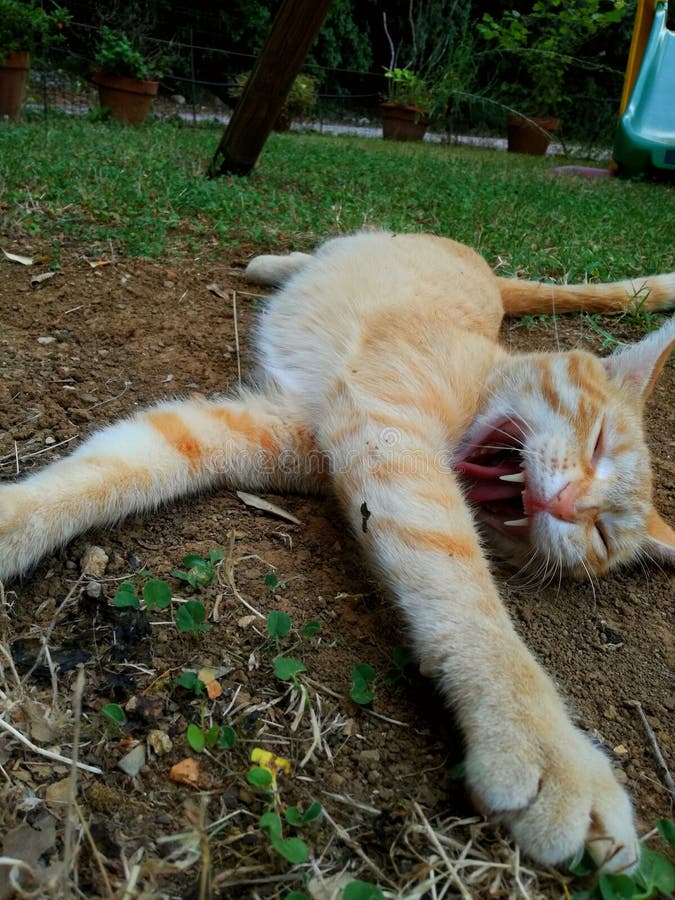 Red Cat stock photo. Image of sleep, animal, cute - 114931598